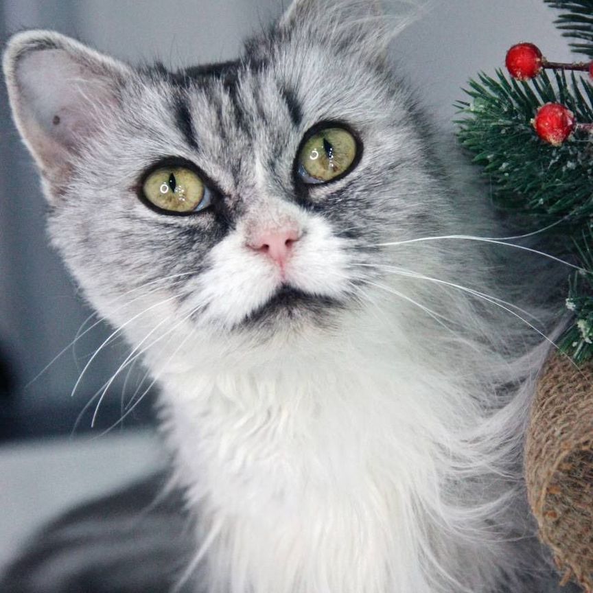 Сибирская кошка бесплатно