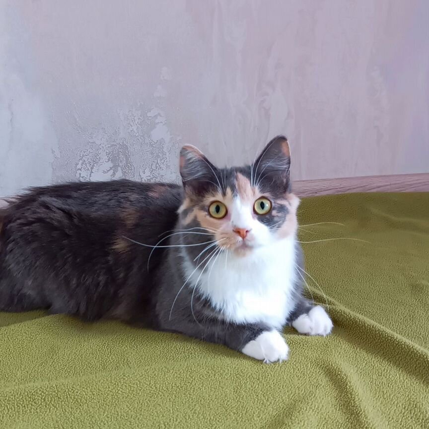 Манчкин