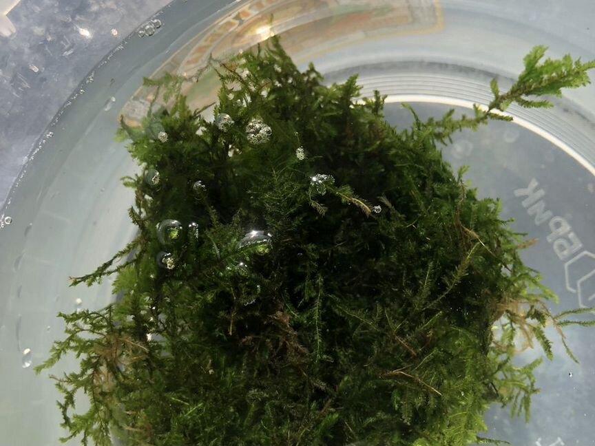 Мох для аквариума и Гиацинт