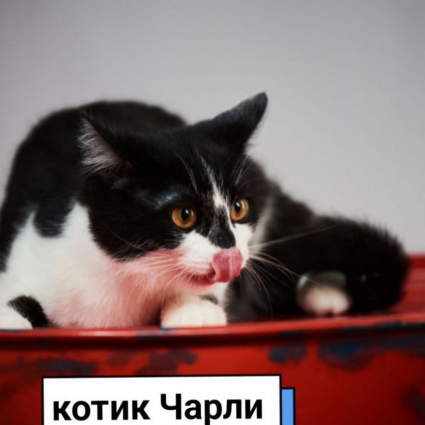 Котики и кошечки