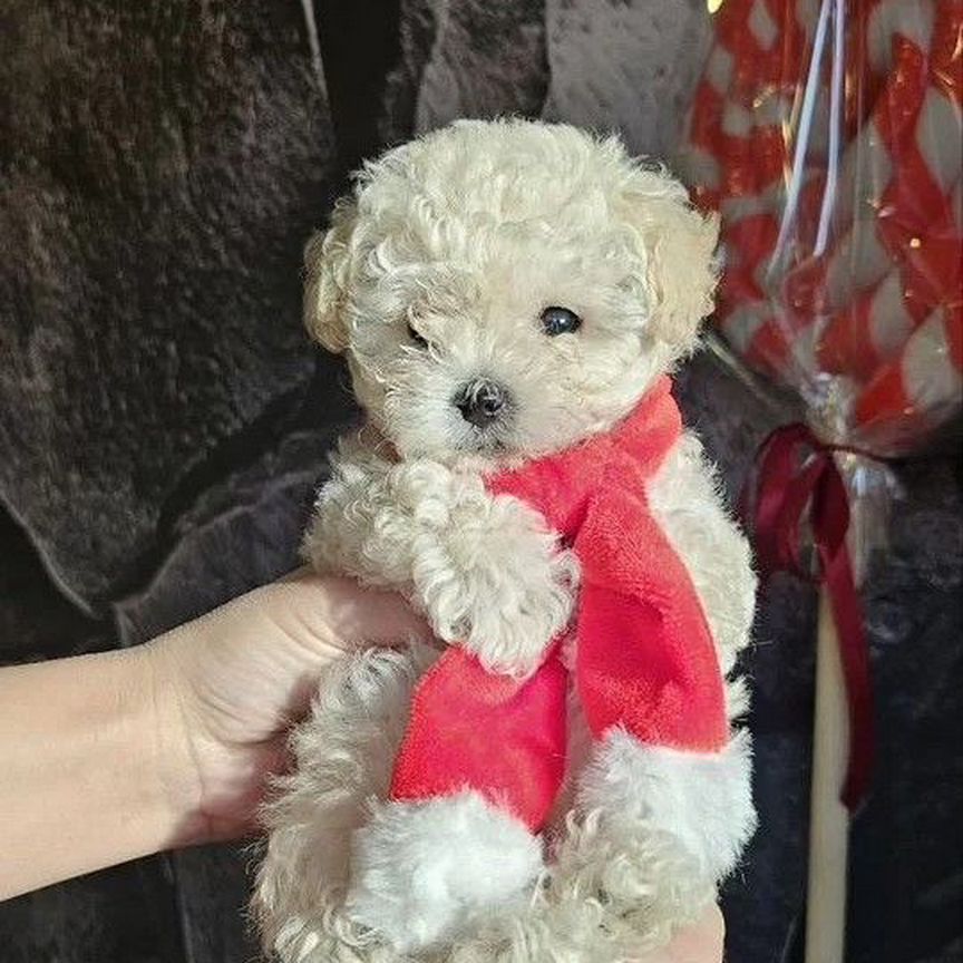 Мальтипу, щенок