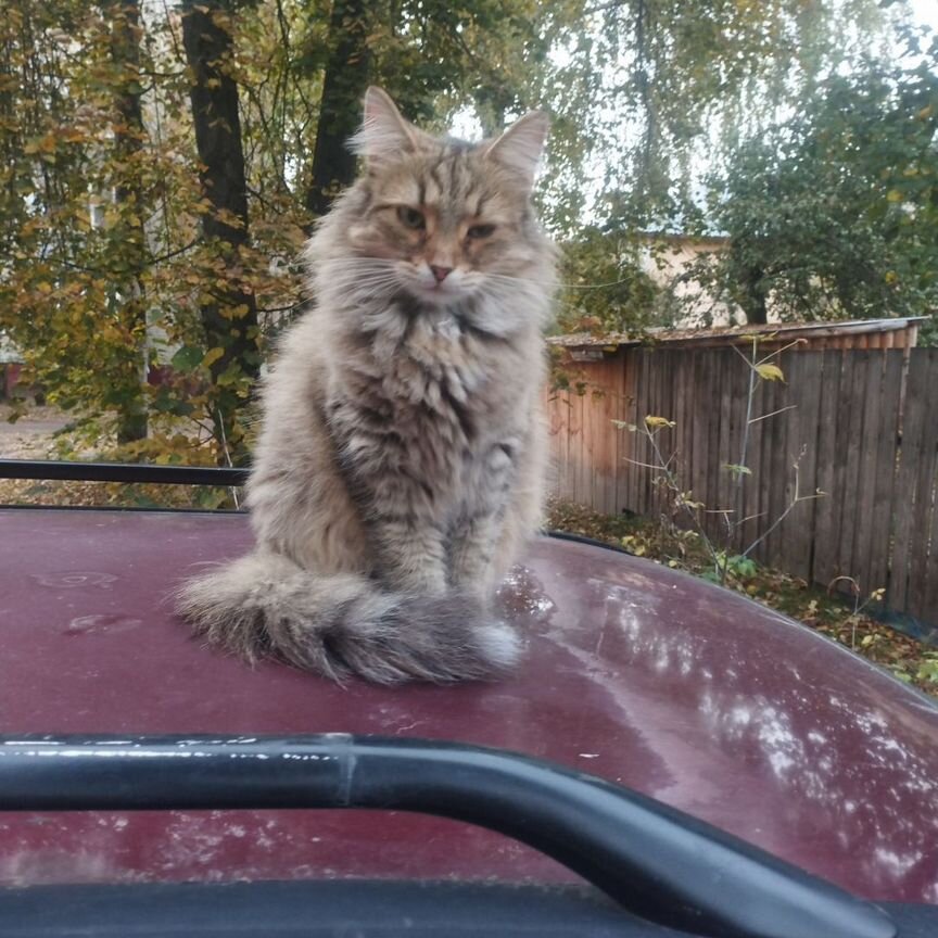 Кошечка на улице