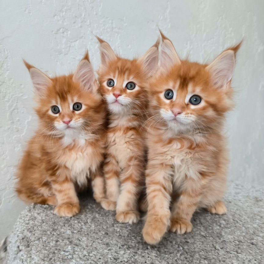 Котята мэйн кун девочки