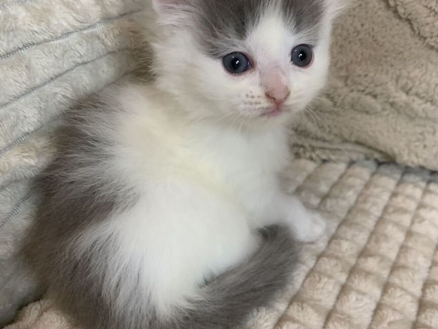Котята