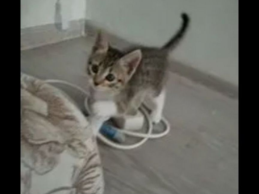 Потерялась кошка