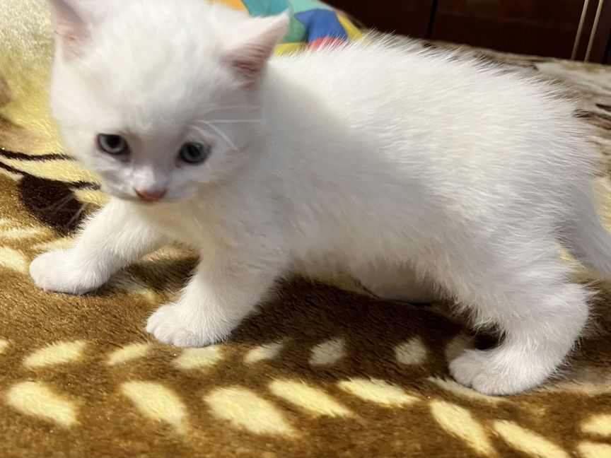 Сибирский кот