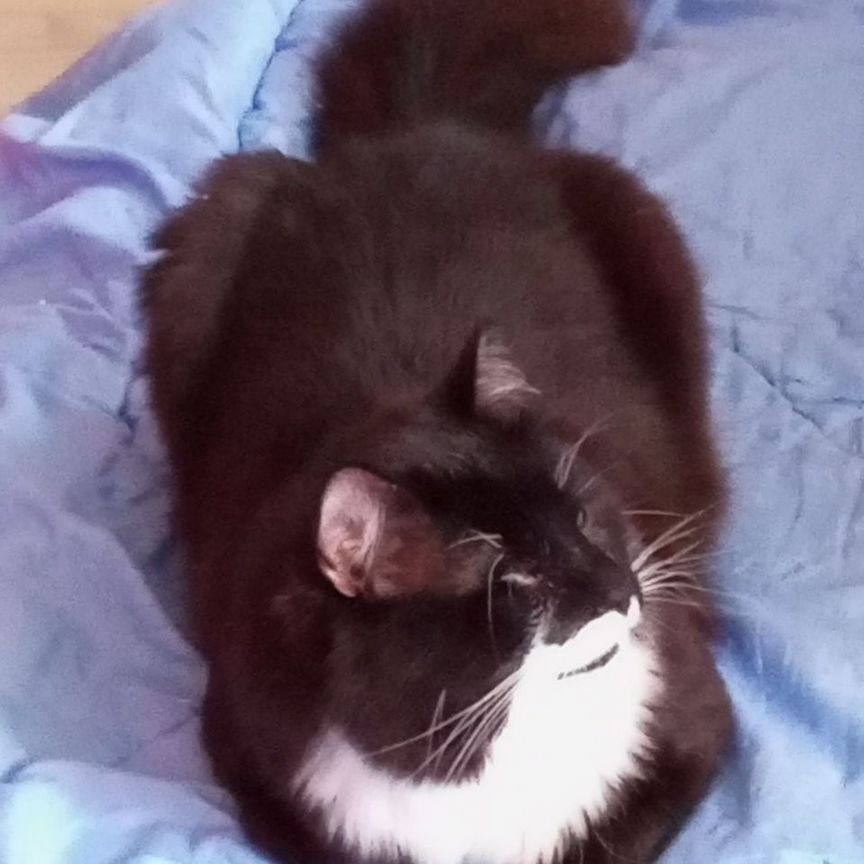 Котенок Пушистик