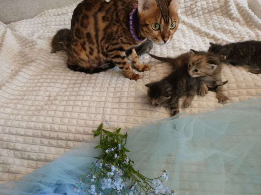 Бенгальские котята