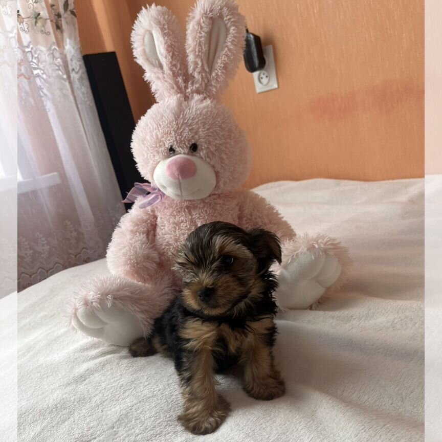 Йоркширский терьер, щенок