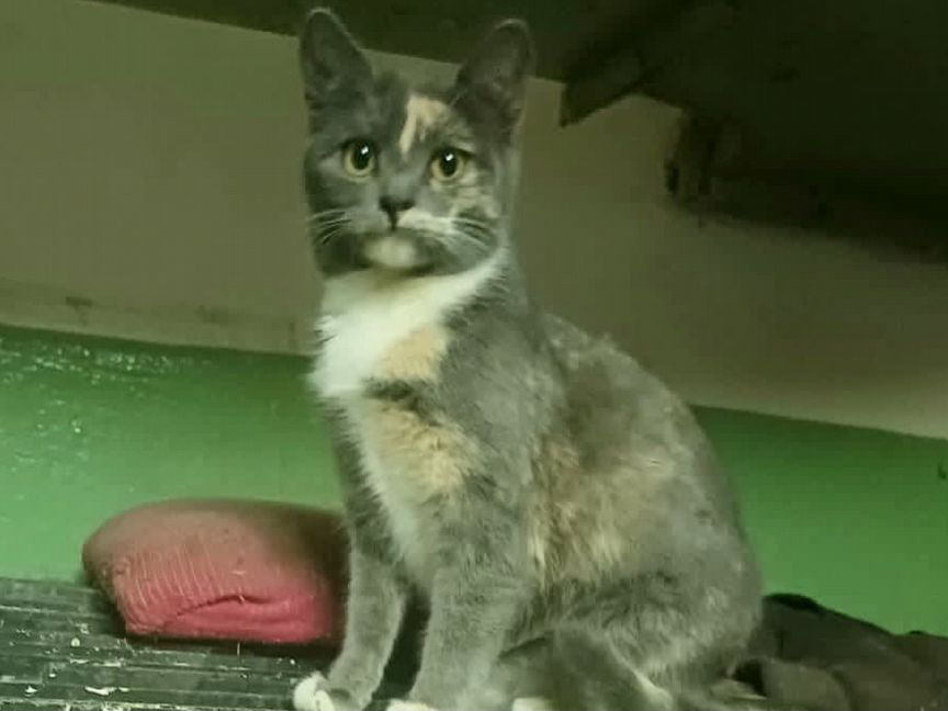 Котята ищут любящую семью