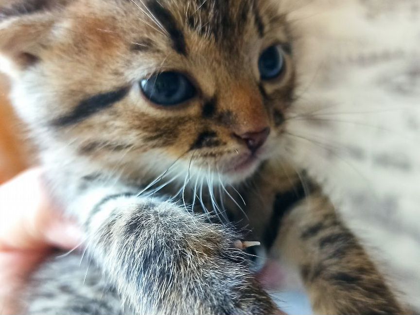 Кошки в добрые руки бесплатно