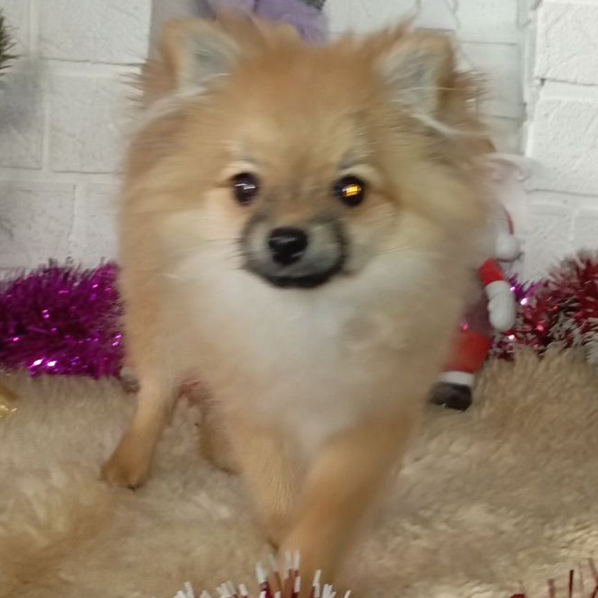 Немецкий шпиц, щенок