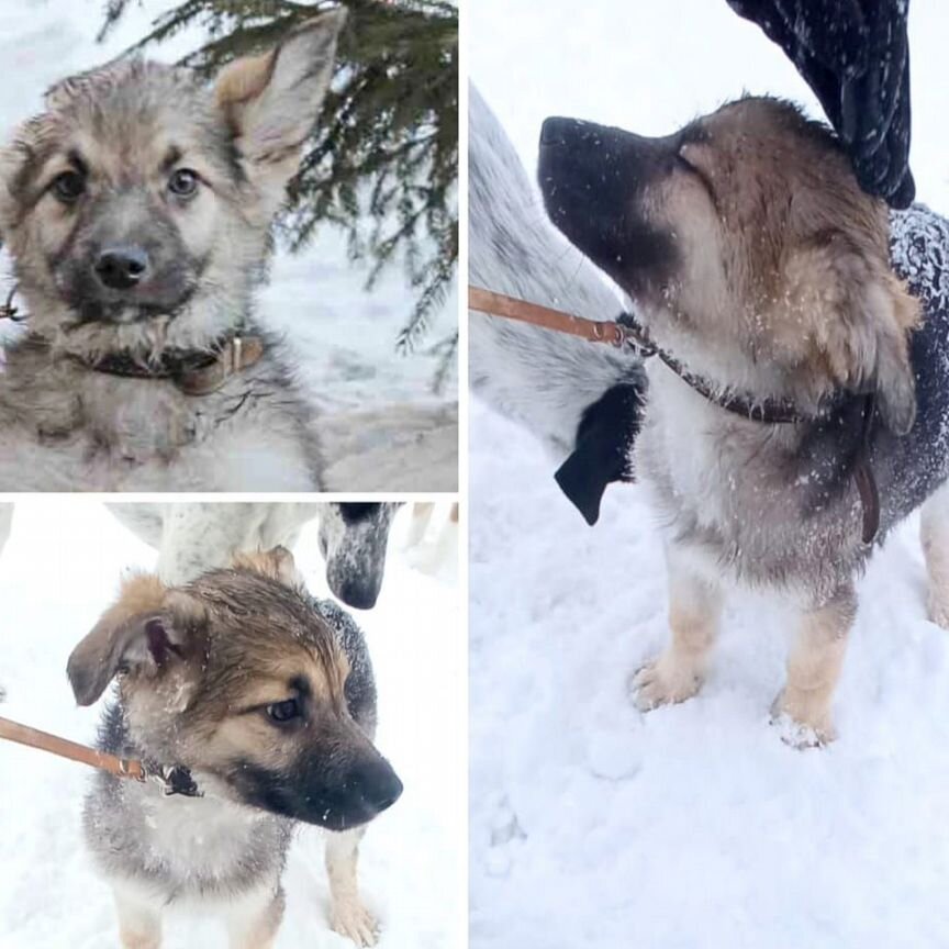 Щенок мальчик в поисках любящей семьи