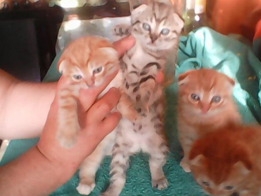 Вислоухие котята