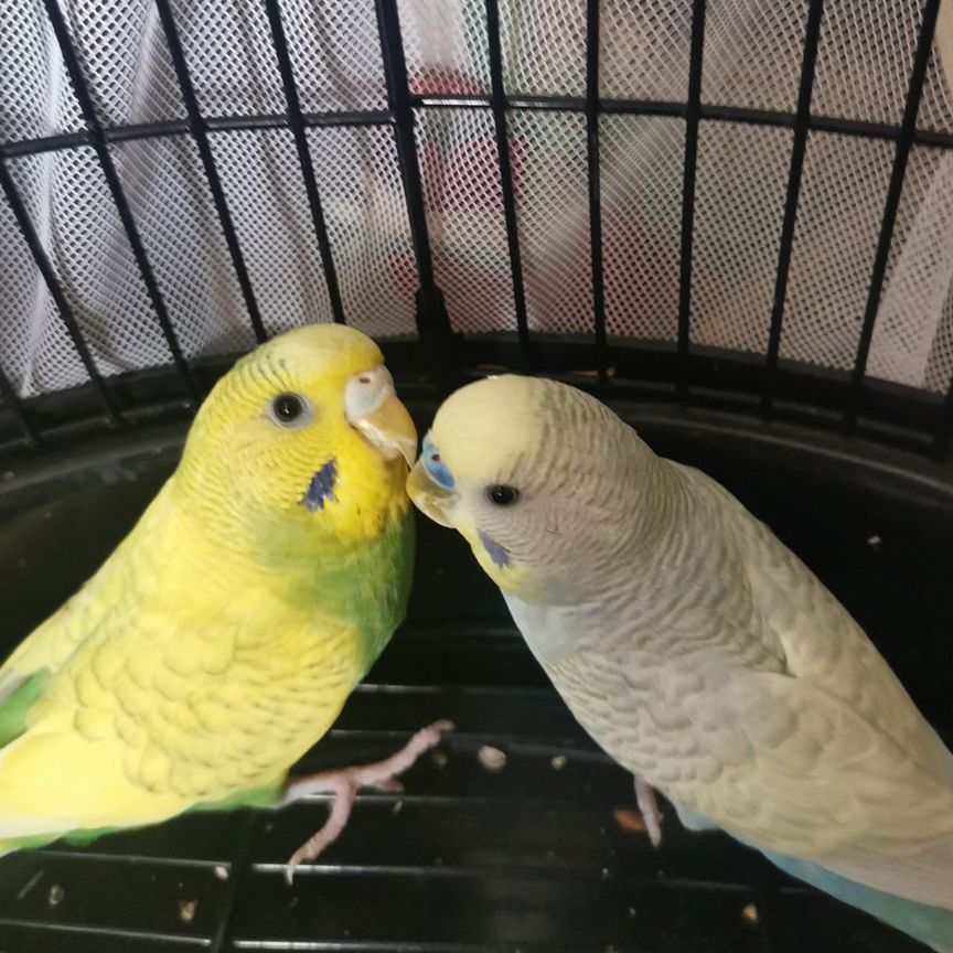 Пара волнистых попугайчиков - клетка в подарок
