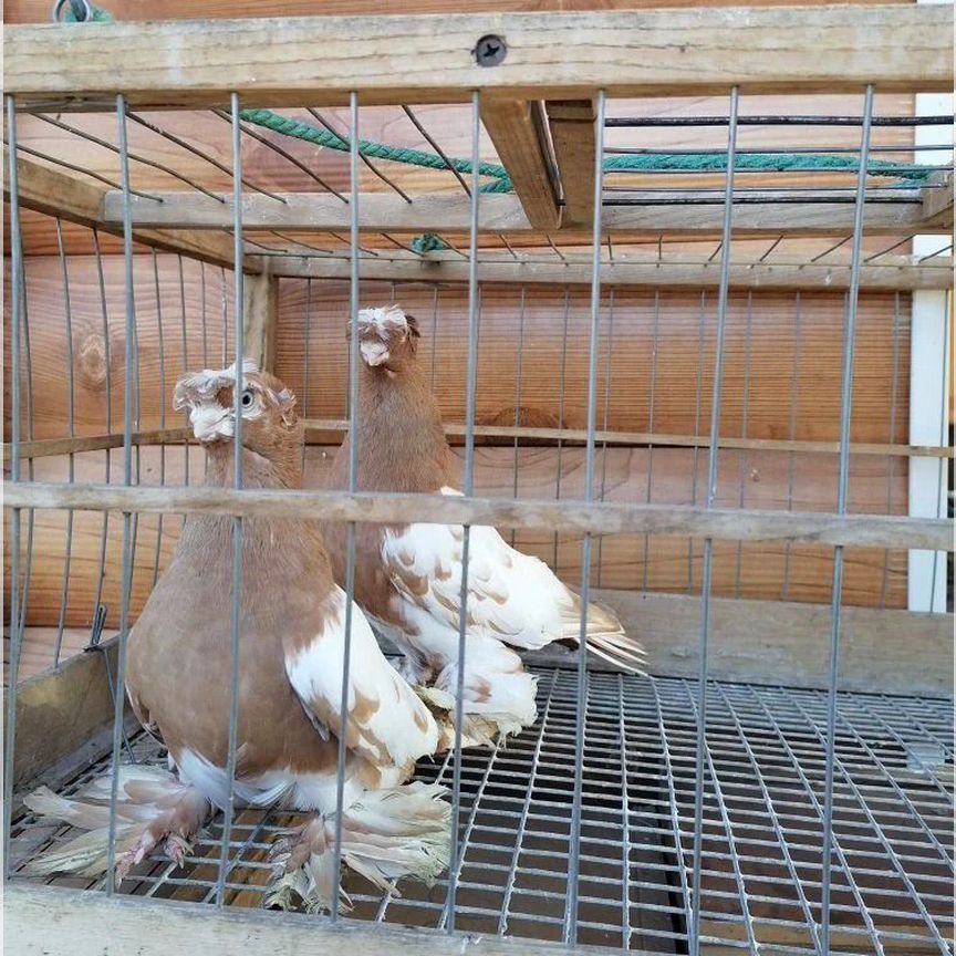 Голуби узбекские двухчубые