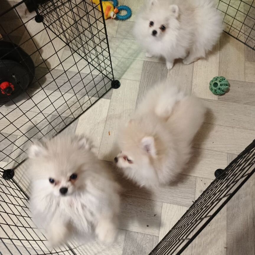 Померанский шпиц, щенок