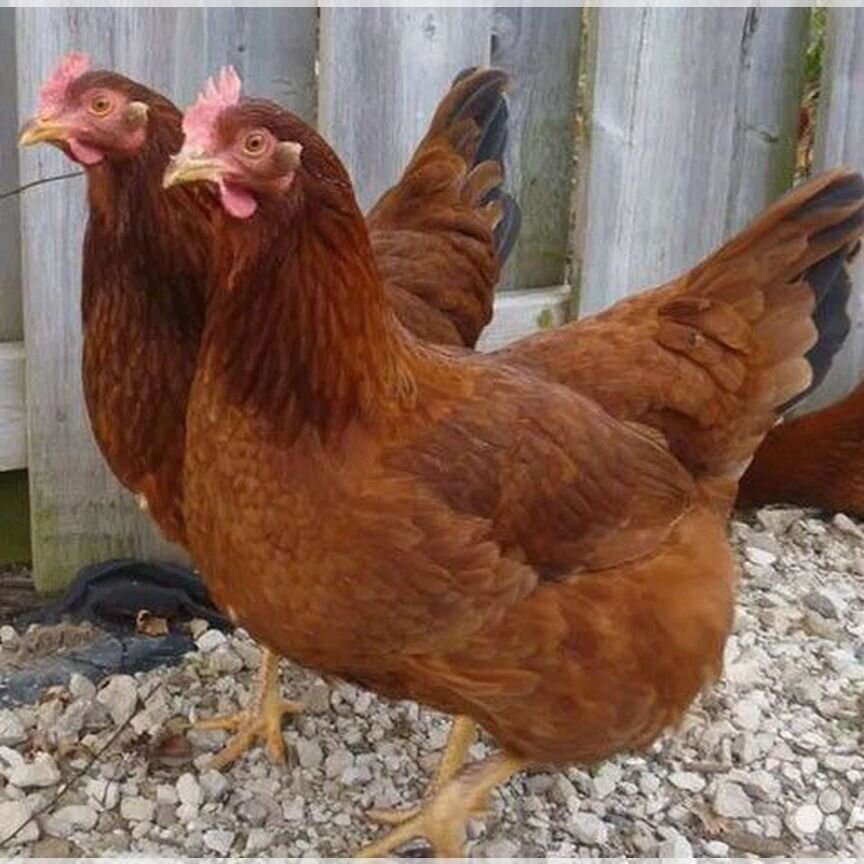 Куры Несушки с доставкой Легорн белая