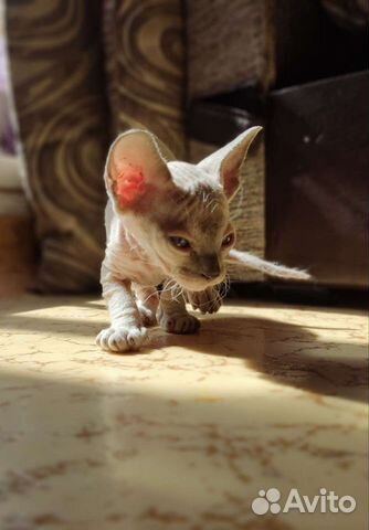 Донской сфинкс котята