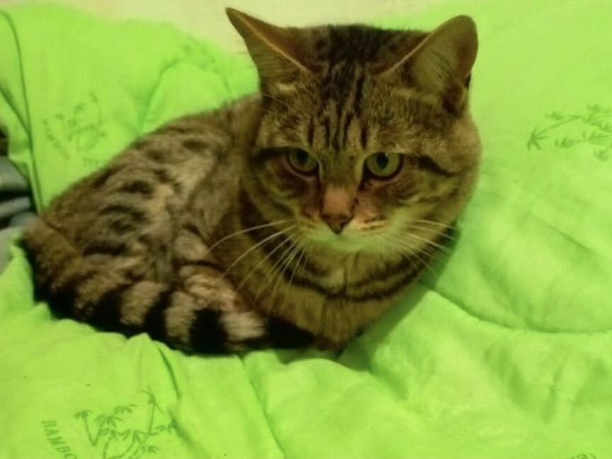 Кот Яша