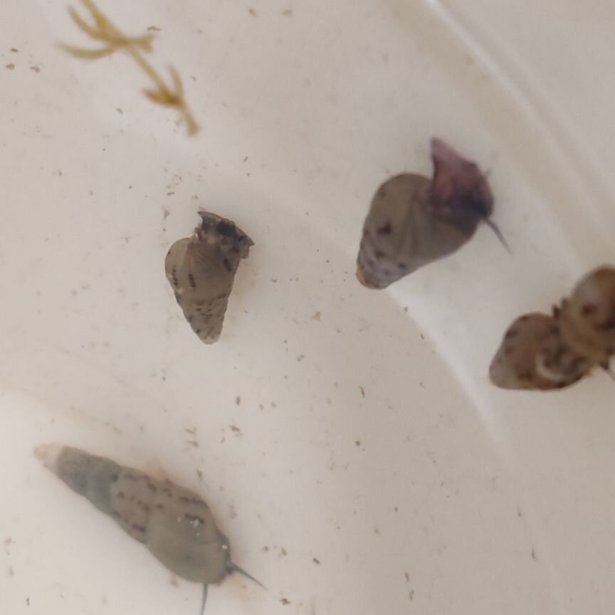 Улитки милания