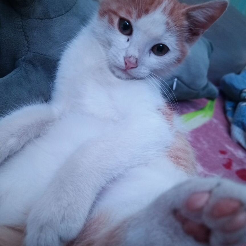 Котик