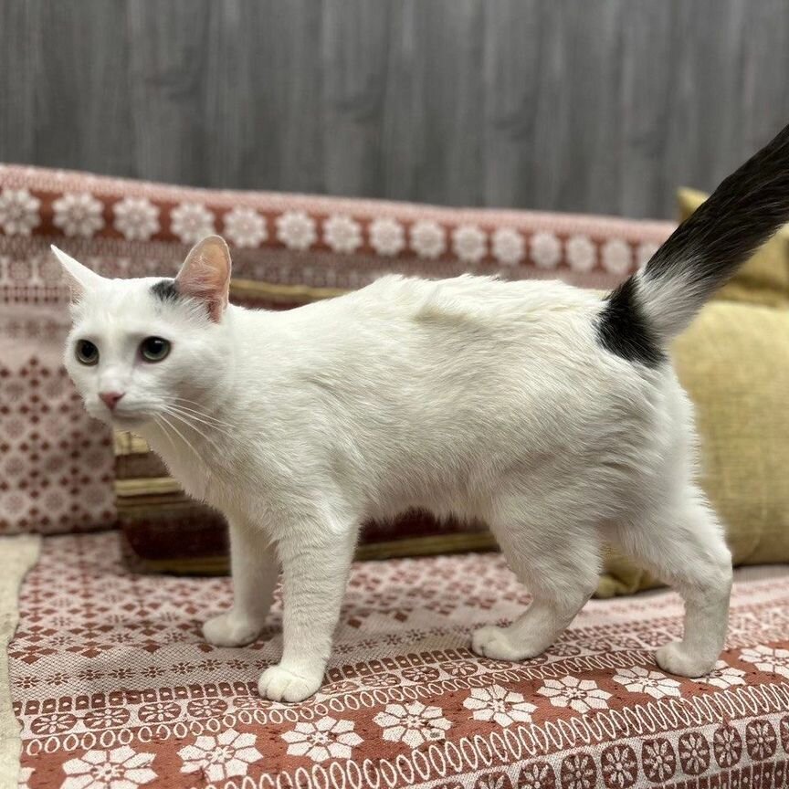 Котик Бельчик