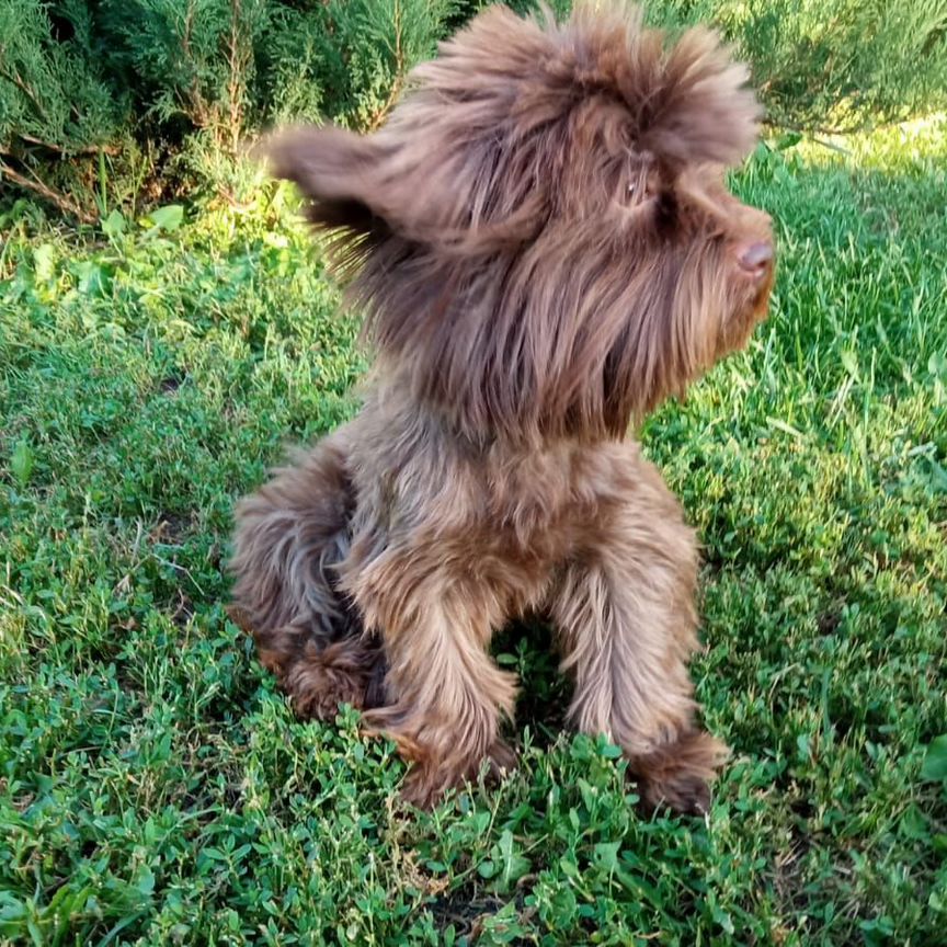 Шоколадочка