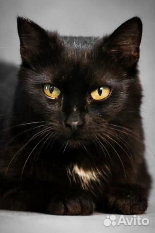 Кошка Мотрёшка