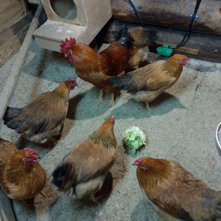 Кучинская юбилейная