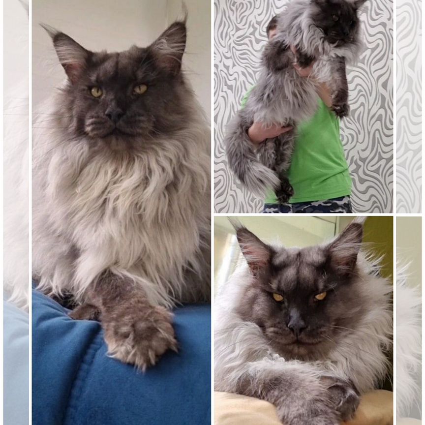 Мейн-кун, взрослый кот