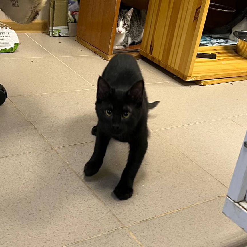 Котёнок чёрный дракончик ищет дом