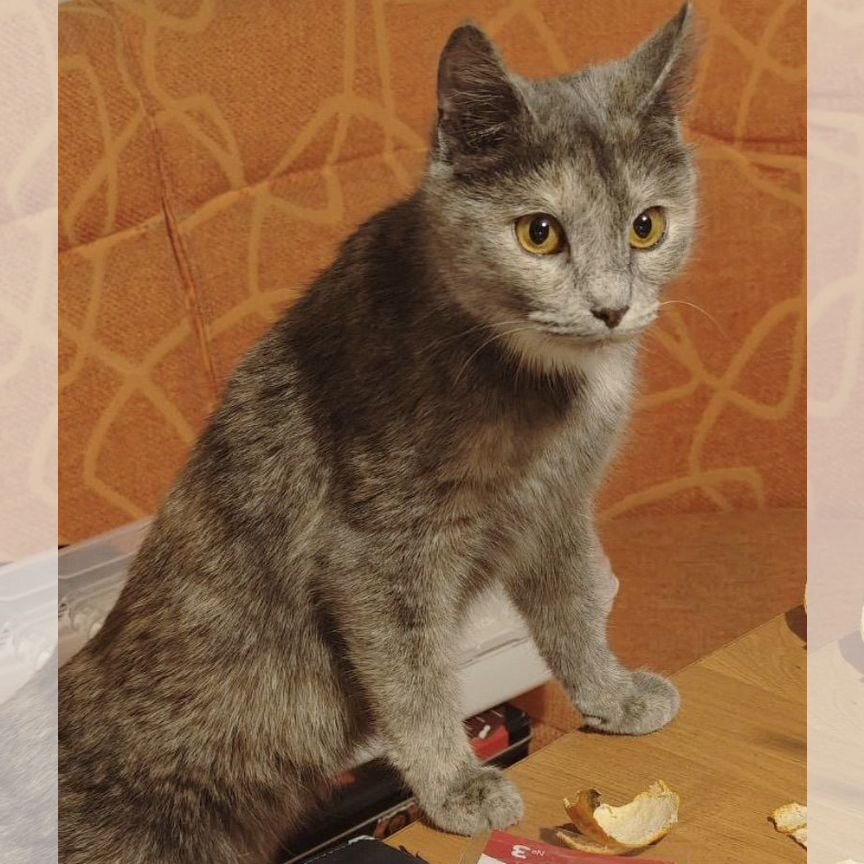 Котенок девочка бесплатно