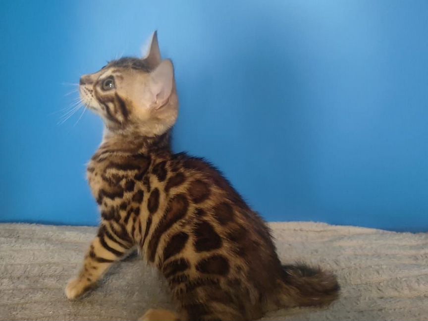 Бенгальские котята