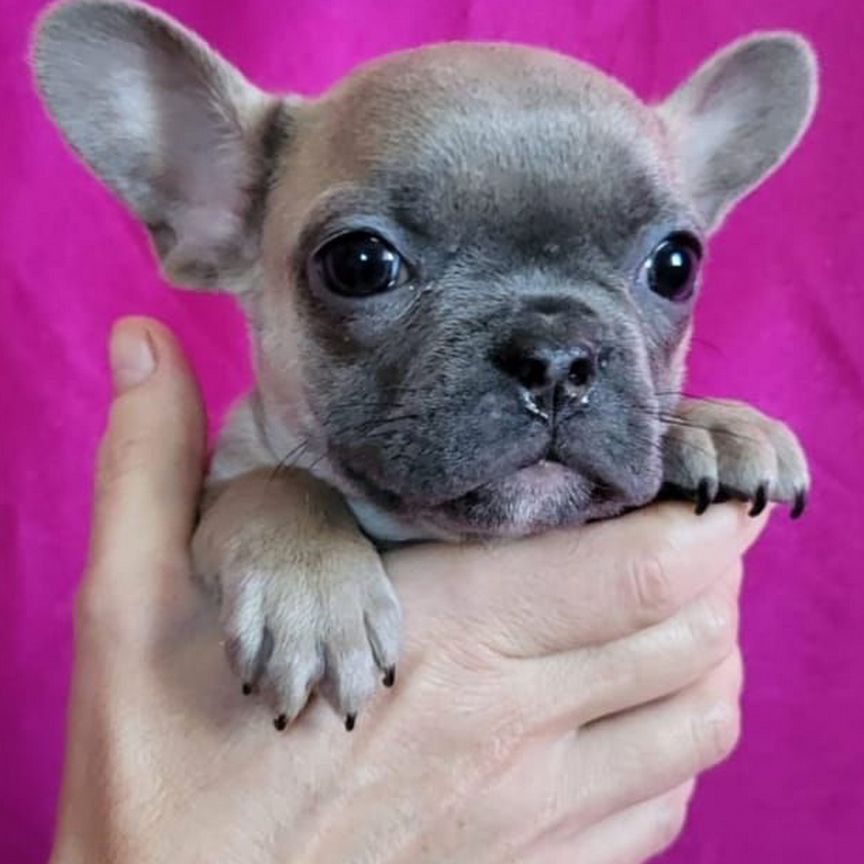 Мини Французики с документами