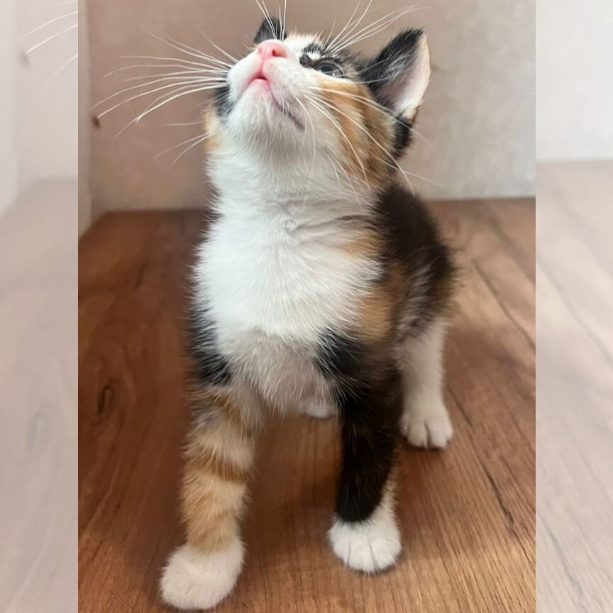 Котёнок в добрые руки