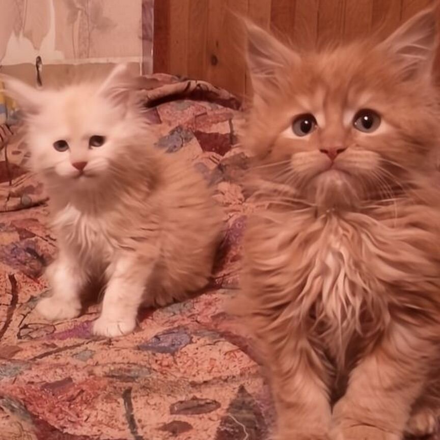 Мейн-кун котёнок