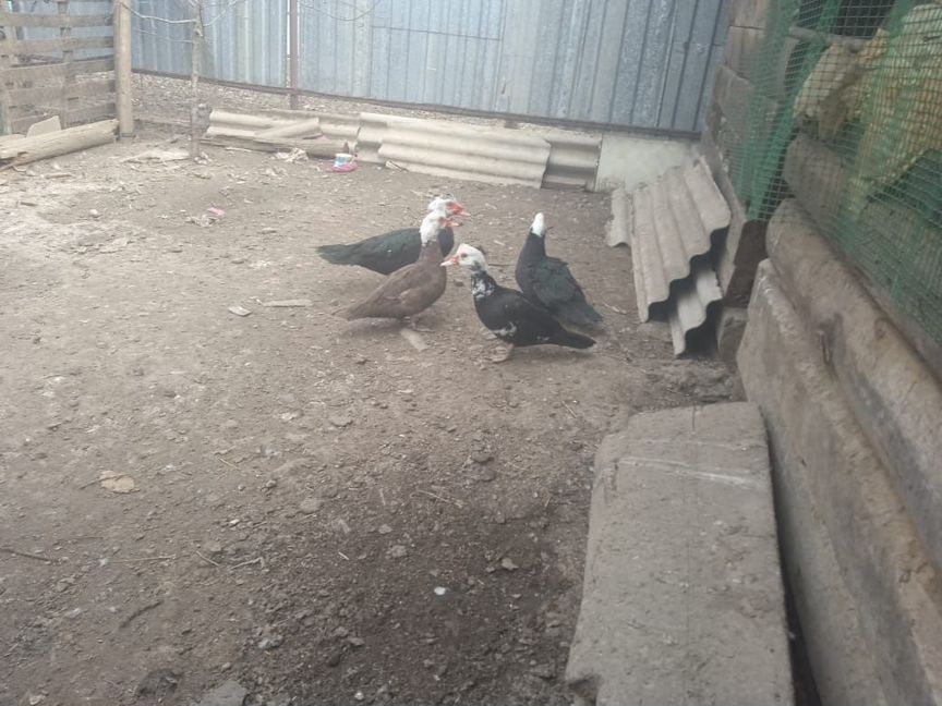 Утки пишуны