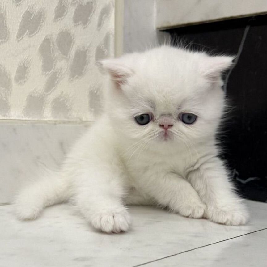Экзотические короткошерстные котята