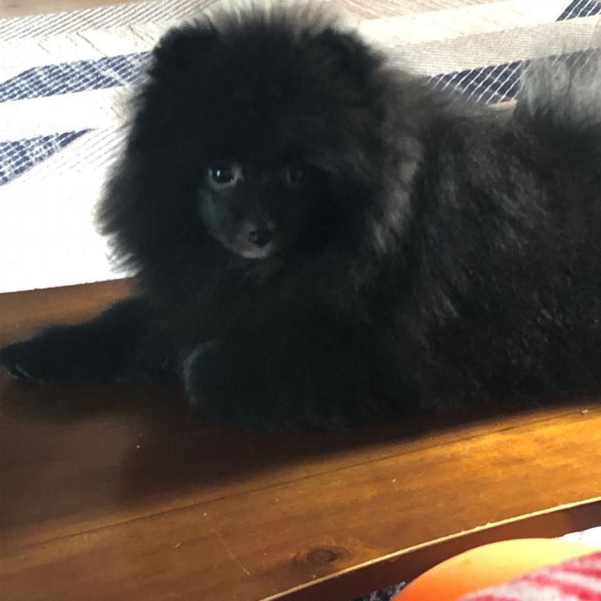 Померанский шпиц