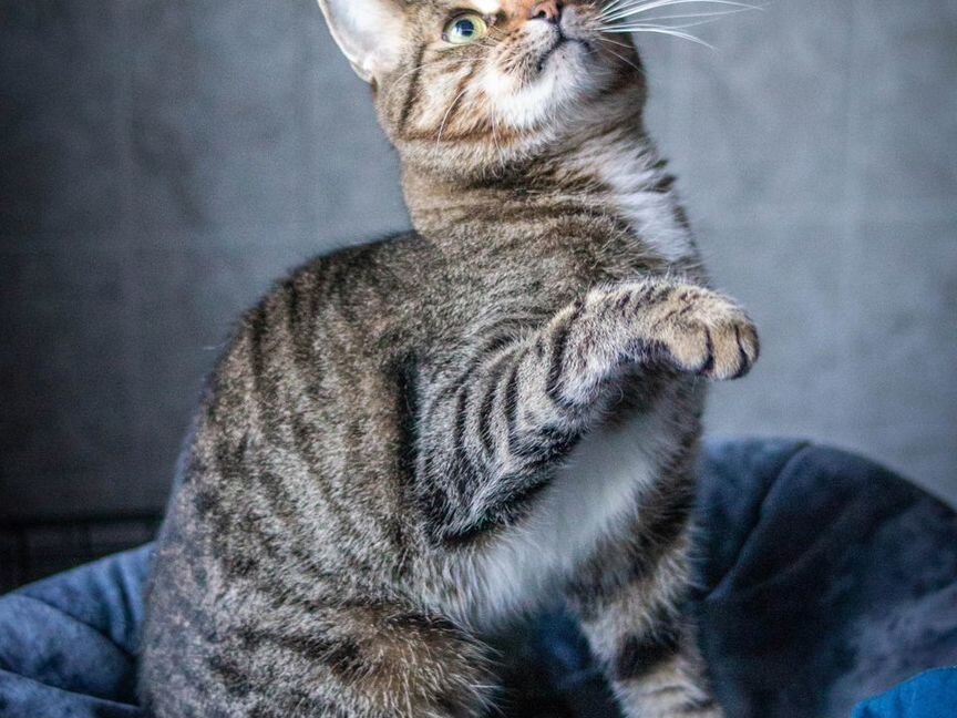 Трогательный котик Митя