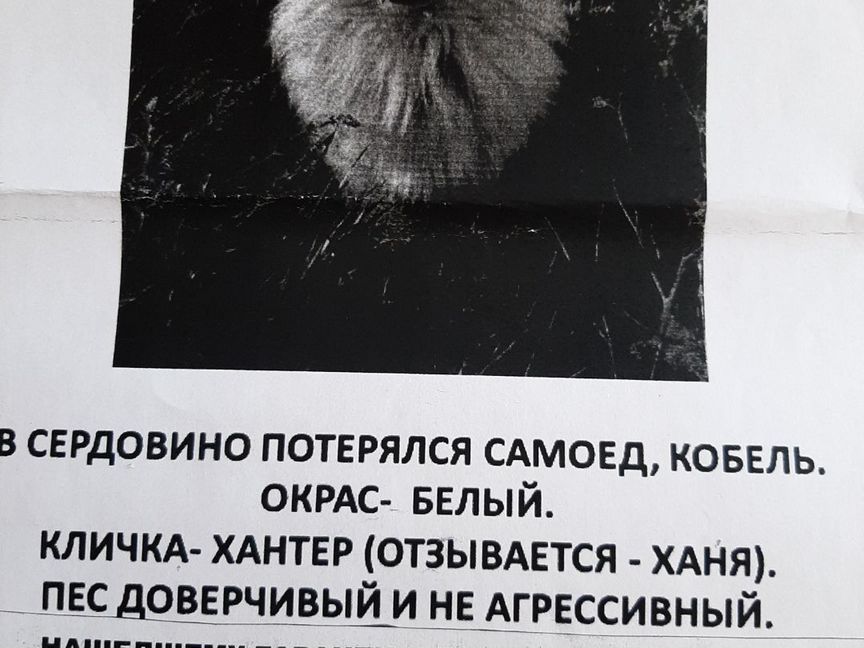 Потерялся самоед