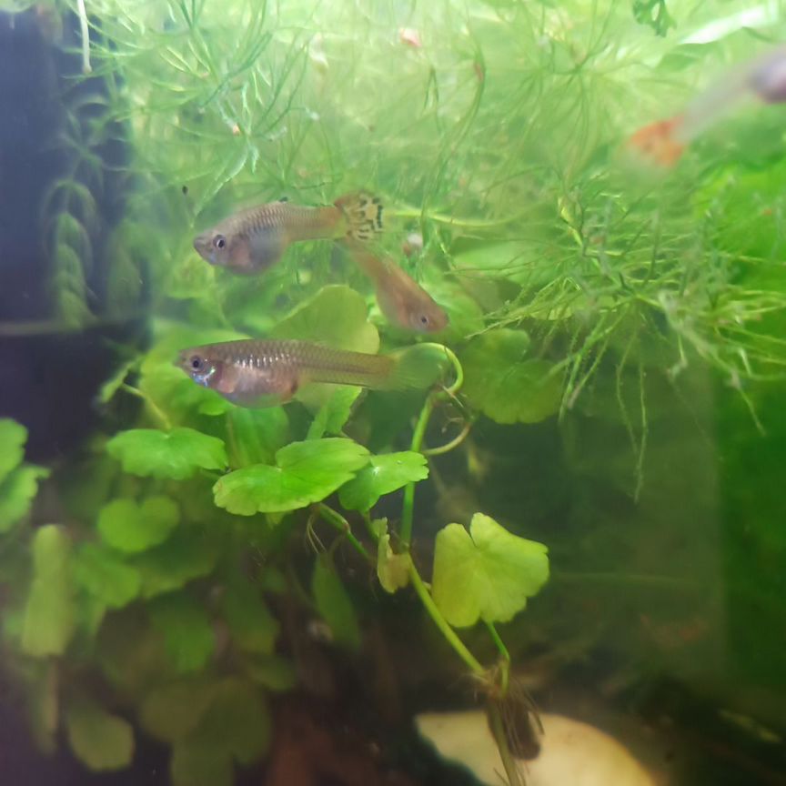 Аквариумные рыбки гуппи самки