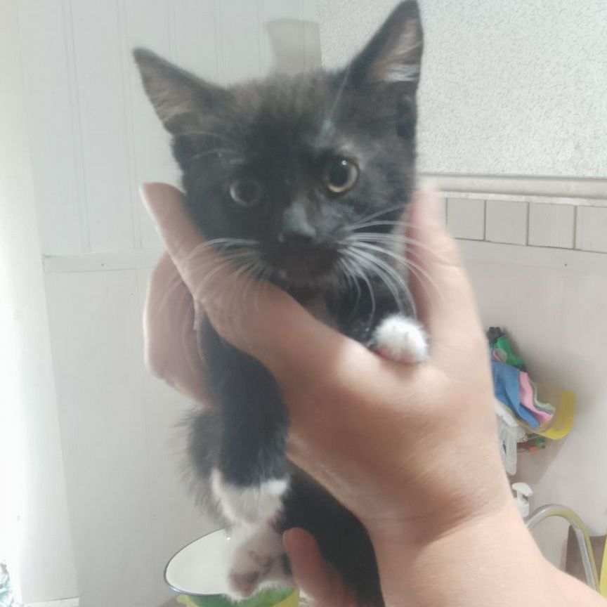 Котёнок в добрые руки