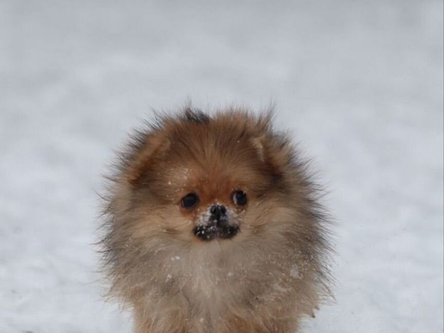 Эксклюзивная малышка