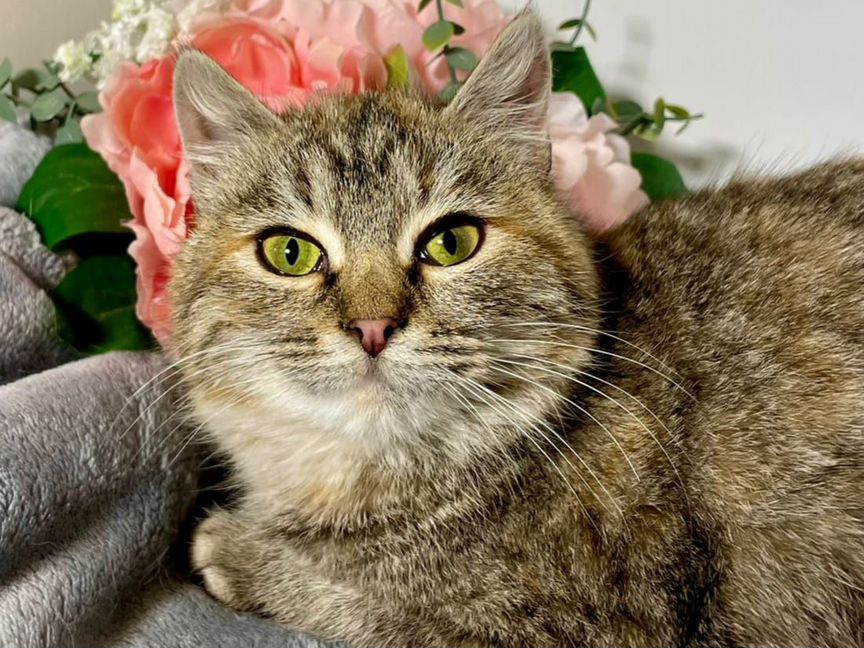Котенок девочка табби ищет дом