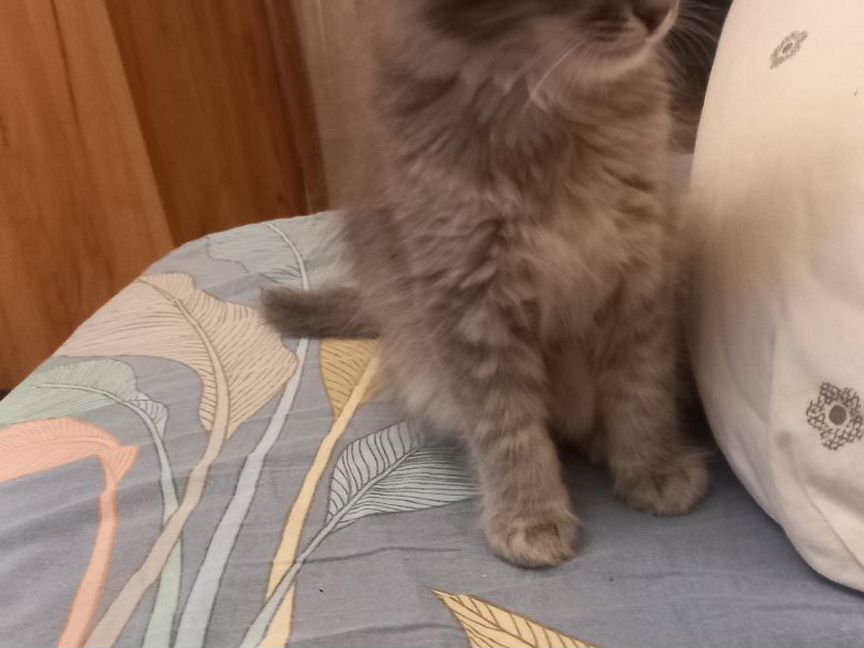 Котята
