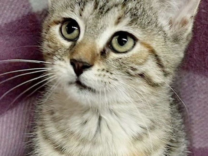 Ласковый котенок девочка ищет свой дом и семью