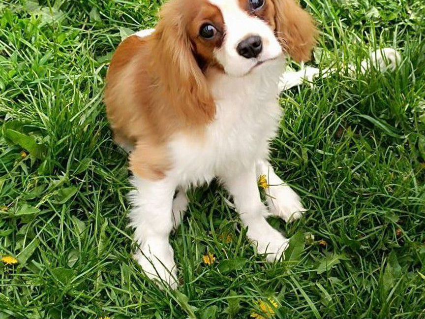 Кавалер кинг чарльз спаниель