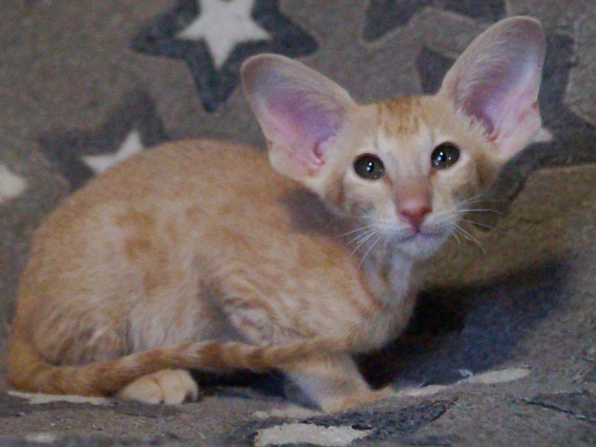 Рыжее солнышко